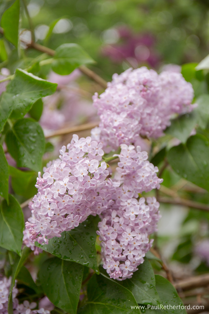 Mackinac Island lilac festival photography Paul Retherford Photographer